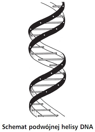 Kwasy nukleinowe: DNA i RNA