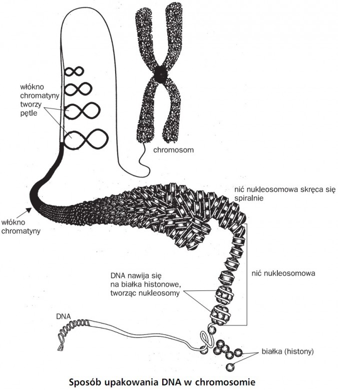 Budowa chromosomów